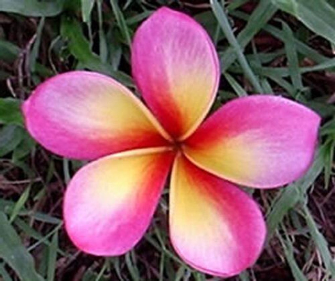 Plumeria Rubra 'wishy Washy' - Apocynaceae Sabi Star Frangipani ...