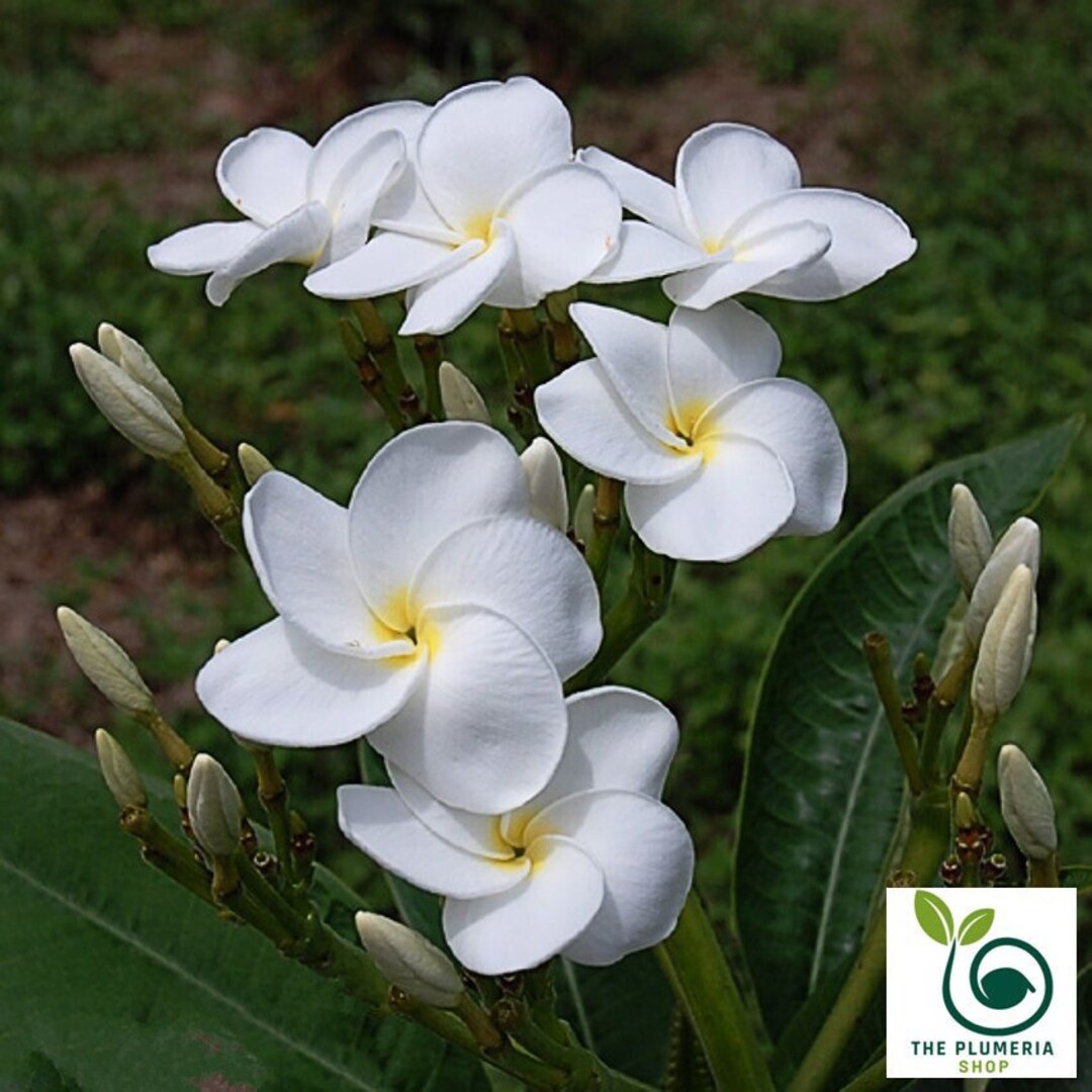 Plumeria Rubra 'khao Malee Hybrid' - Apocynaceae Sabi Star Frangipani ...