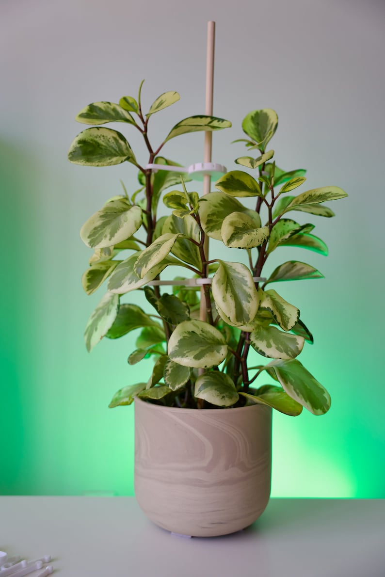 Plant Hugzz regular Trellis, Stake & Support for Vining, Droopy Plants ...