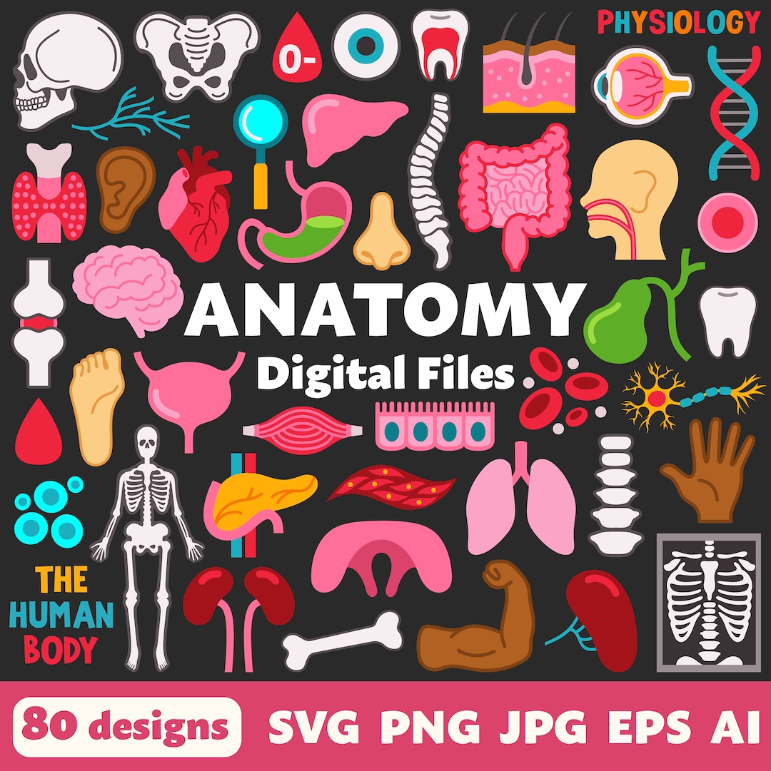 Anatomy Digital Files, SVG PNG JPG, Clipart, Cut Files, Printable ...