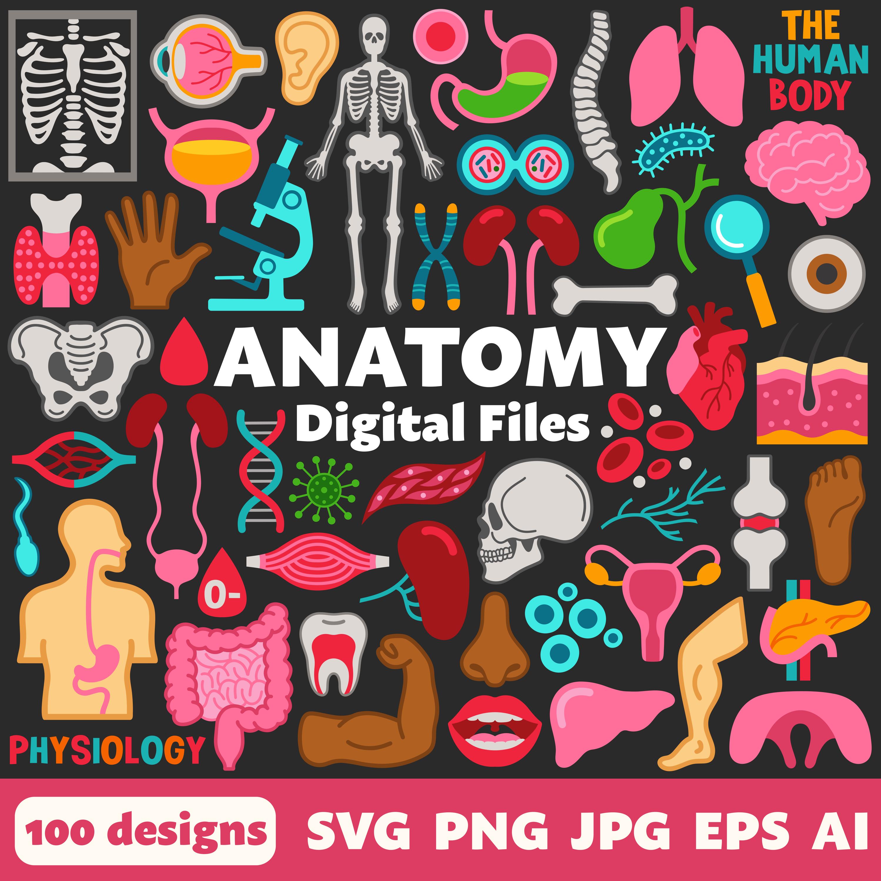 Clipart Anatomy