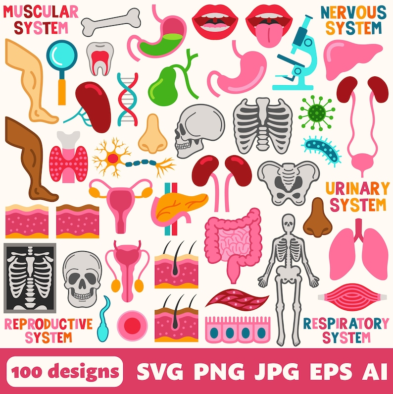 Anatomy Digital Files, SVG PNG JPG, Clipart, Cut Files, Icons, Science ...