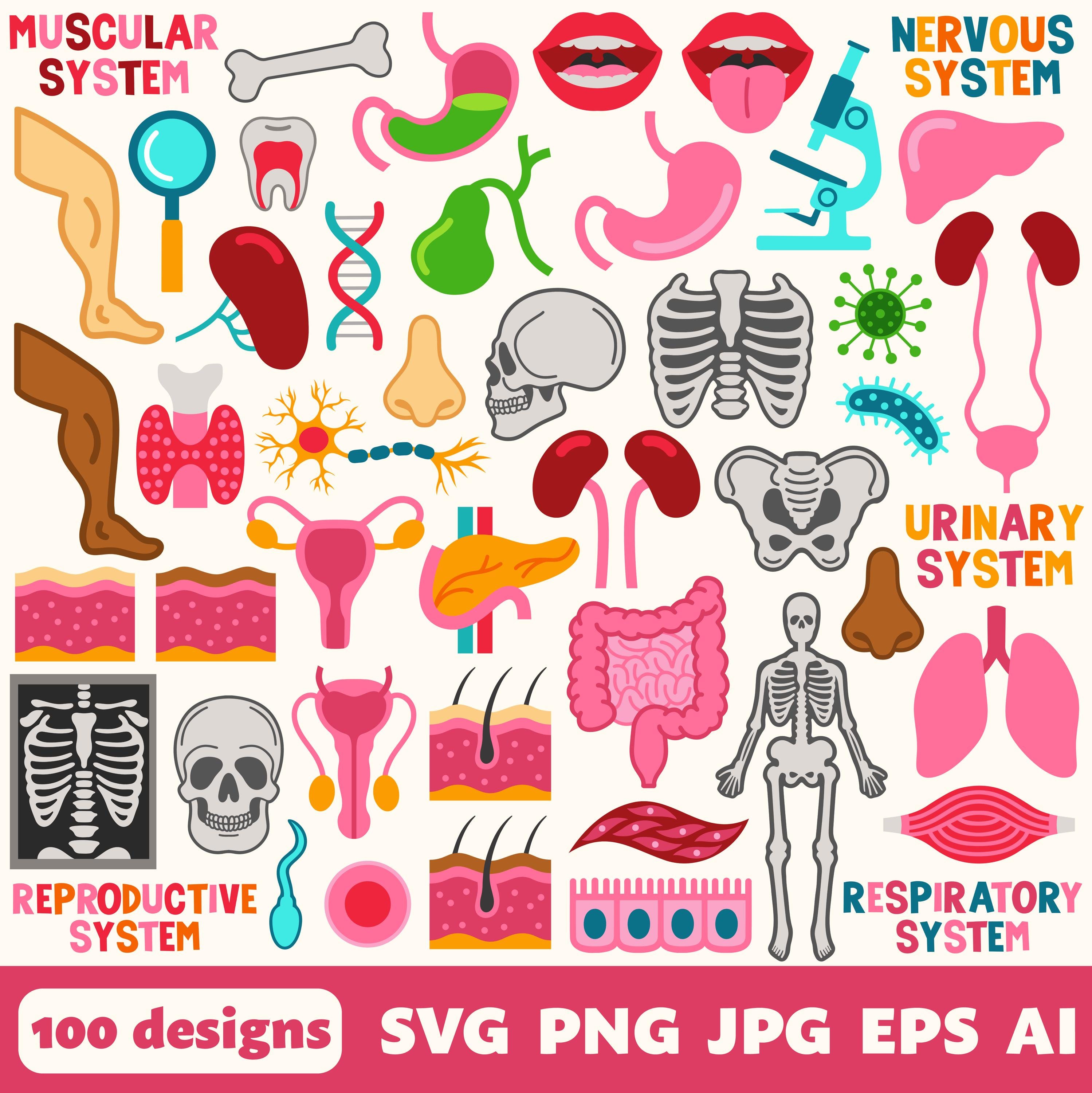 Anatomy Digital Files, SVG PNG JPG, Clipart, Cut Files, Icons, Science ...
