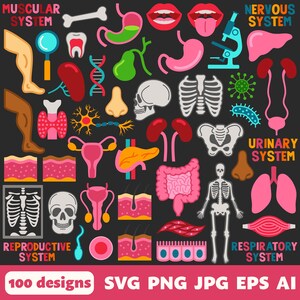 Anatomy Digital Files, SVG PNG JPG, Clipart, Cut Files, Icons, Science ...
