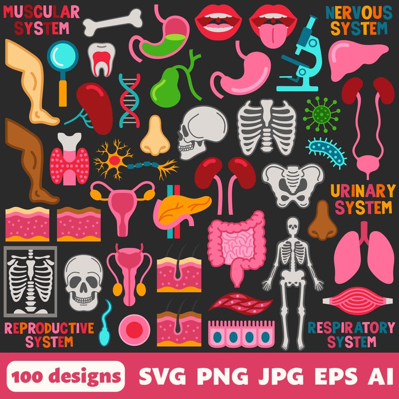 Anatomy Digital Files, SVG PNG JPG, Clipart, Cut Files, Icons, Science ...