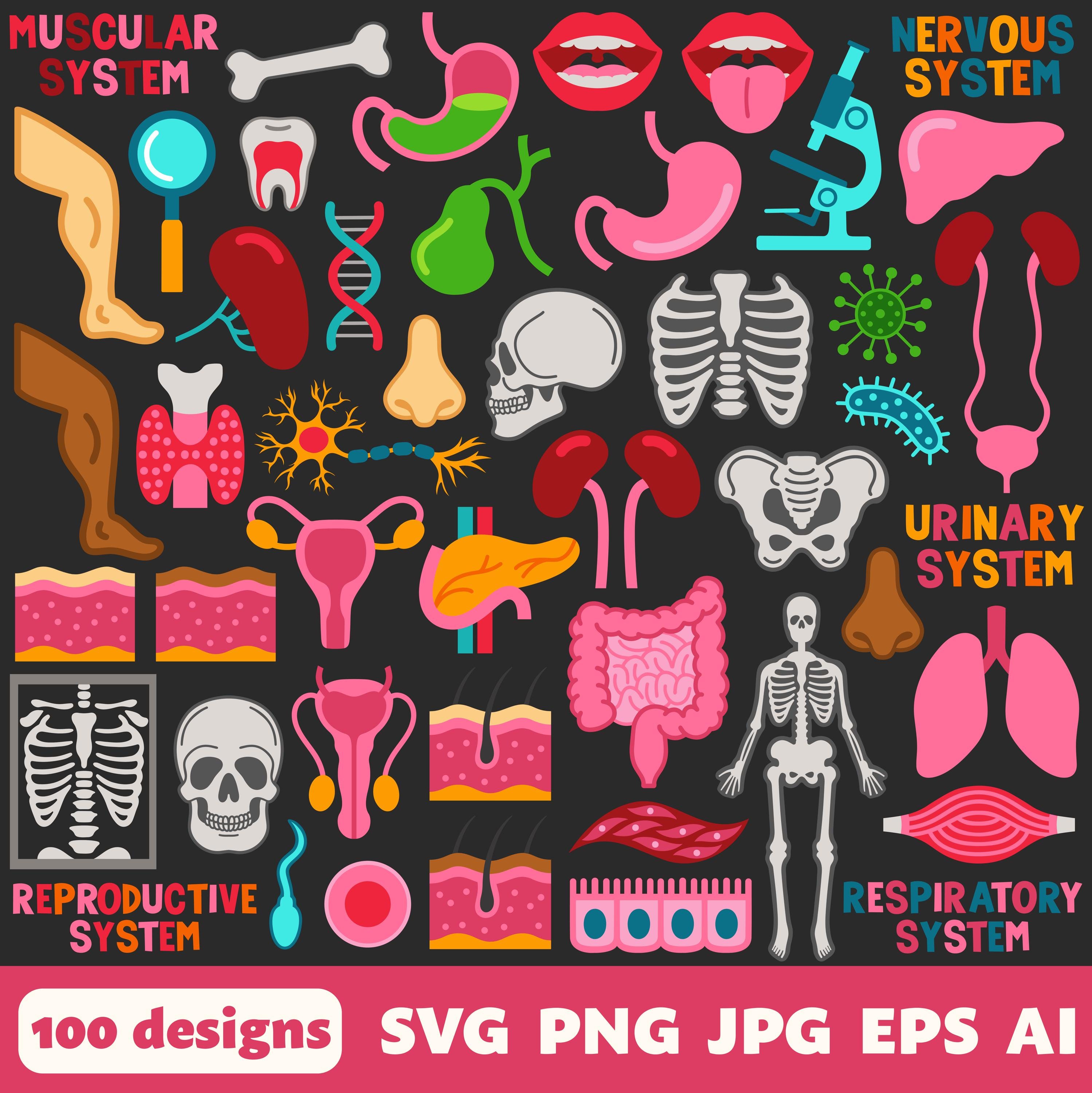 Anatomy Digital Files, SVG PNG JPG, Clipart, Cut Files, Icons, Science ...