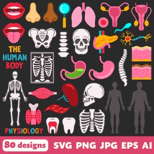 Anatomy Digital Files, SVG PNG JPG, Clipart, Cut Files, Printable ...