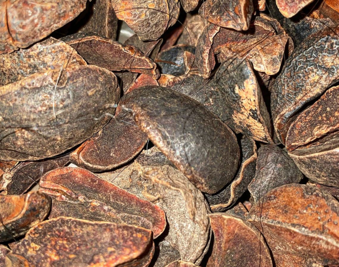 4 Lobes Dried Kola Nuts Seed- 4 Oz/ 120 Grams- - Kola Nuts 4/ 5/6 Lobes ...