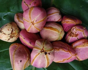 Obi Kola, Obi Abata, Cola Nitida, Kolanut - 4 Lobed (6 Pieces) - Etsy