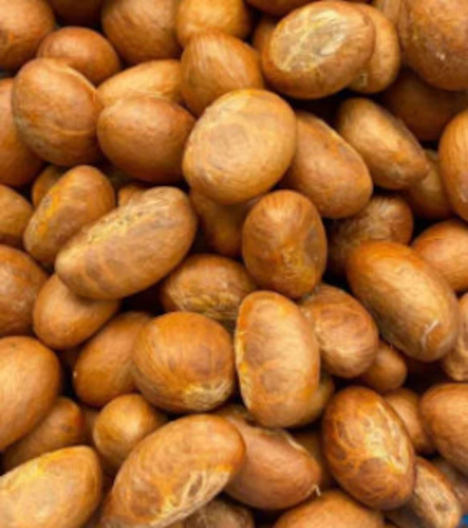 African Garcinia Bitter Kola Nuts, Super Fresh, Organic & Gmo-free 8 Oz ...