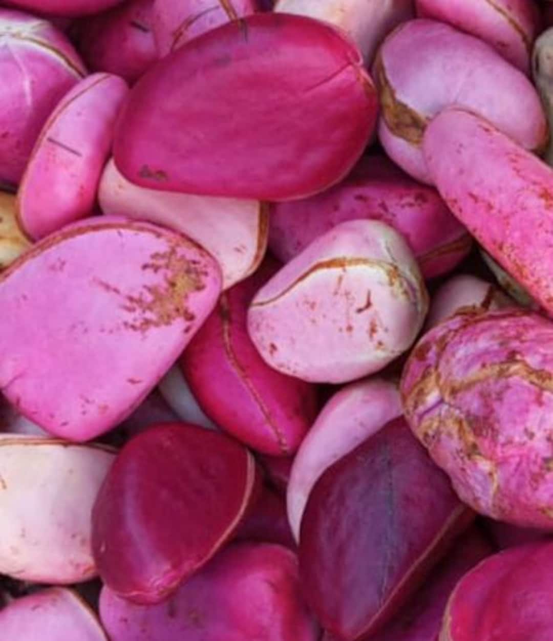 1lb Cola Acuminata Kola Nuts - 2 Lobe - Etsy