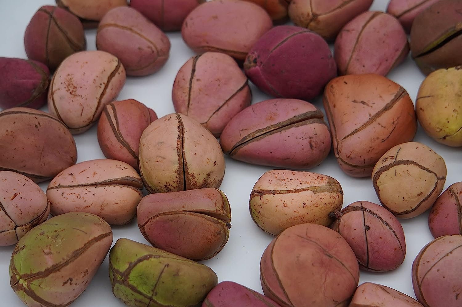 4 Lobe Cola Acuminata Kola Nut Obi Abata 4 Oz/ 0.25 Pounds - Etsy