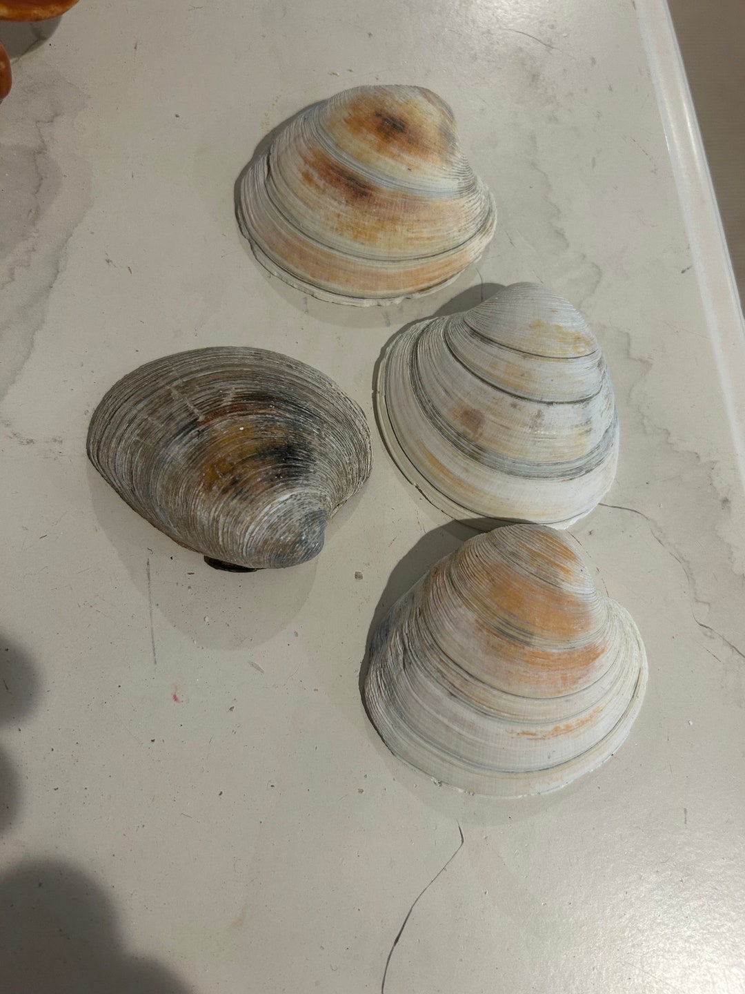 Large Clam Shells - Etsy