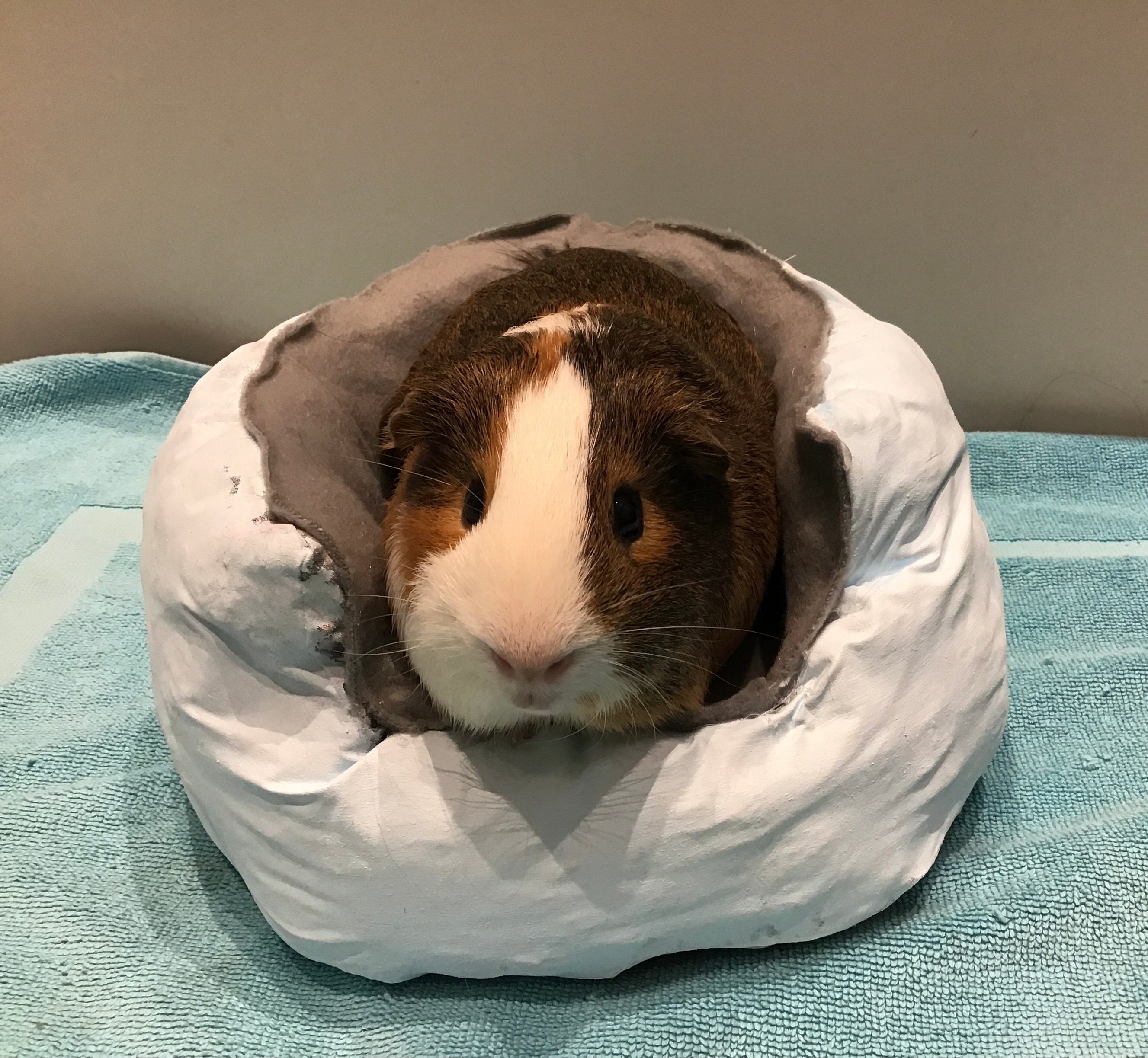 Guinea Pig Cuddle Cup - Etsy