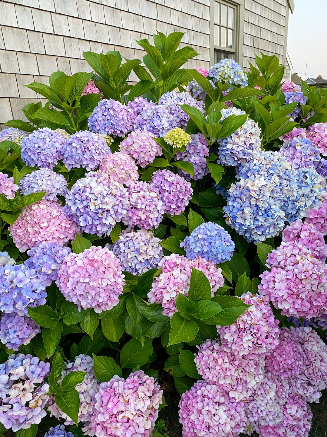 Digital Image of Nantucket Purple Hydrangeas - Etsy