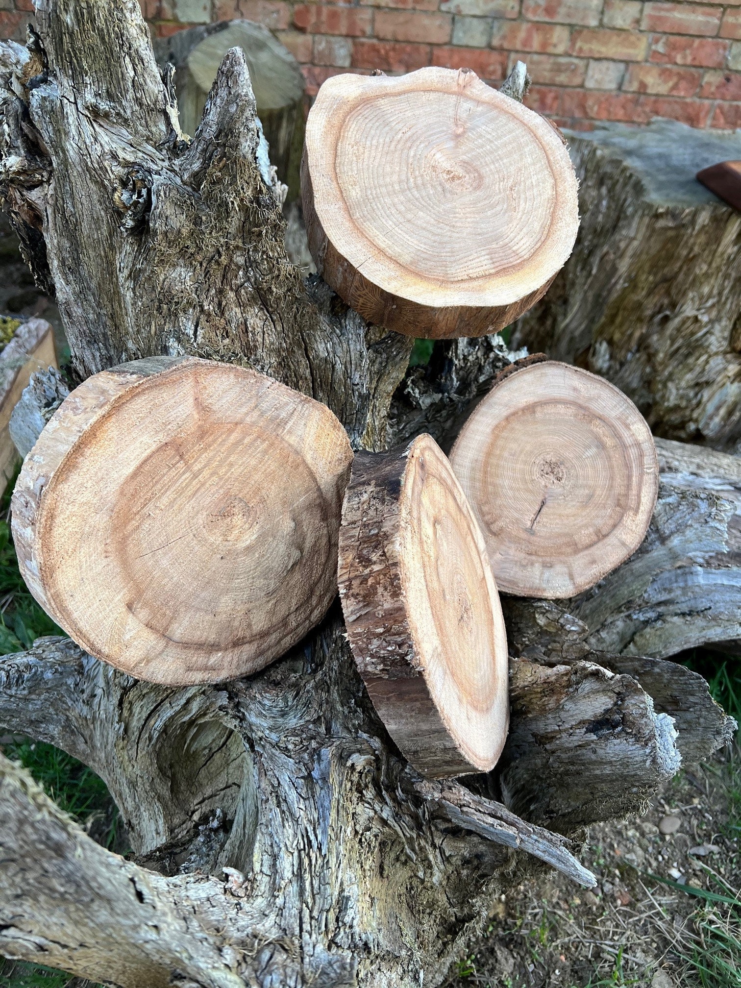 Live Edge Real Wood Wooden Rounds Stumps Disks Rustic Log Slices ...