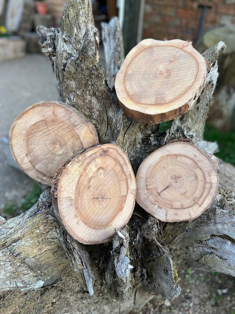 Live Edge Real Wood Wooden Rounds Stumps Disks Rustic Log Slices ...