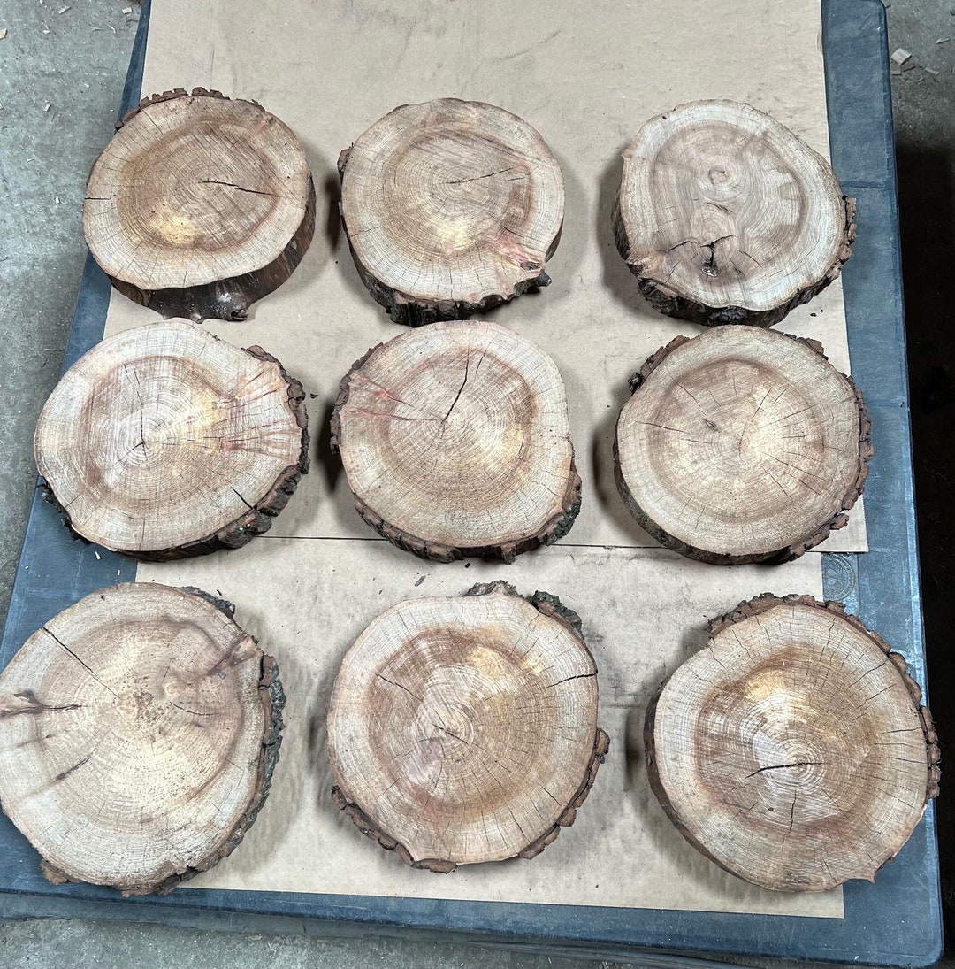 Real English Wood Elm Log Slices Wooden Rounds Disks - Etsy UK