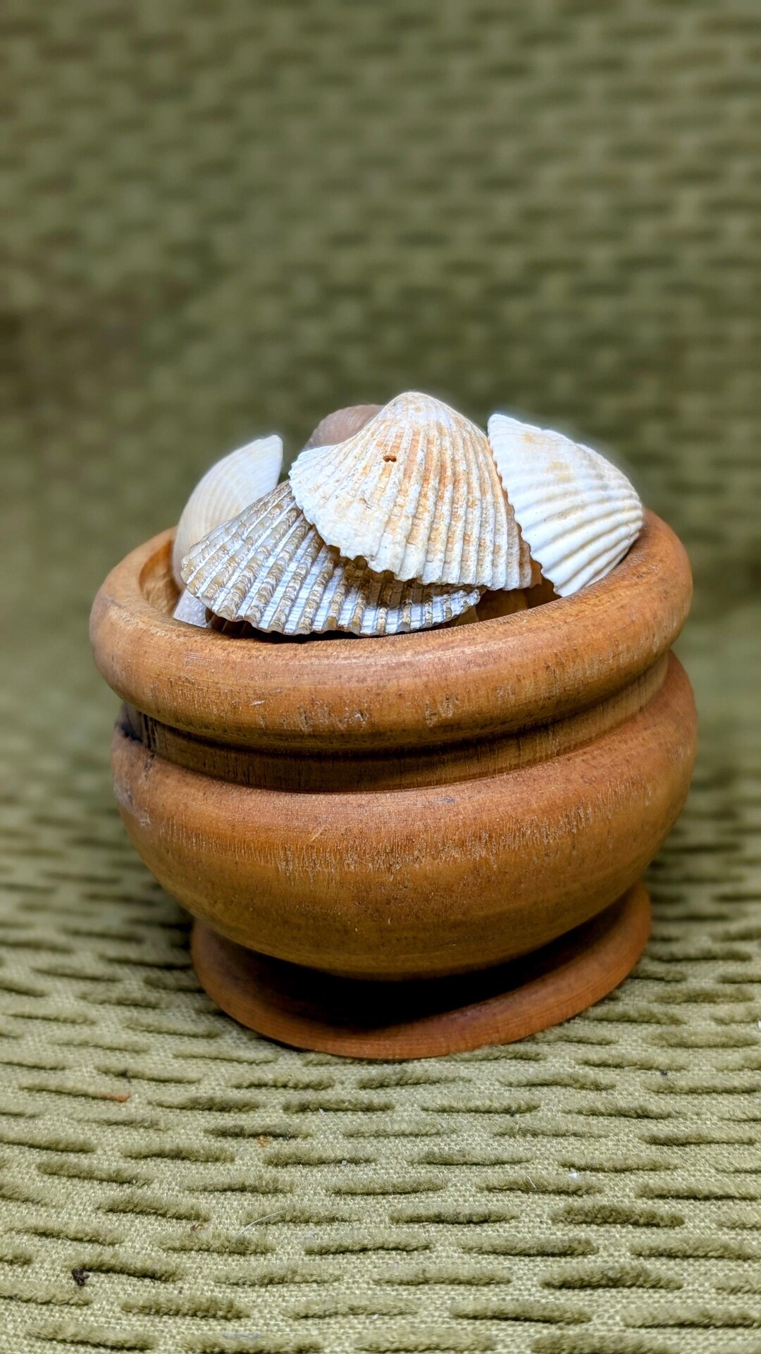 Clam Shells. Arts and Crafts. Sea Shells. 18 Piece's. - Etsy