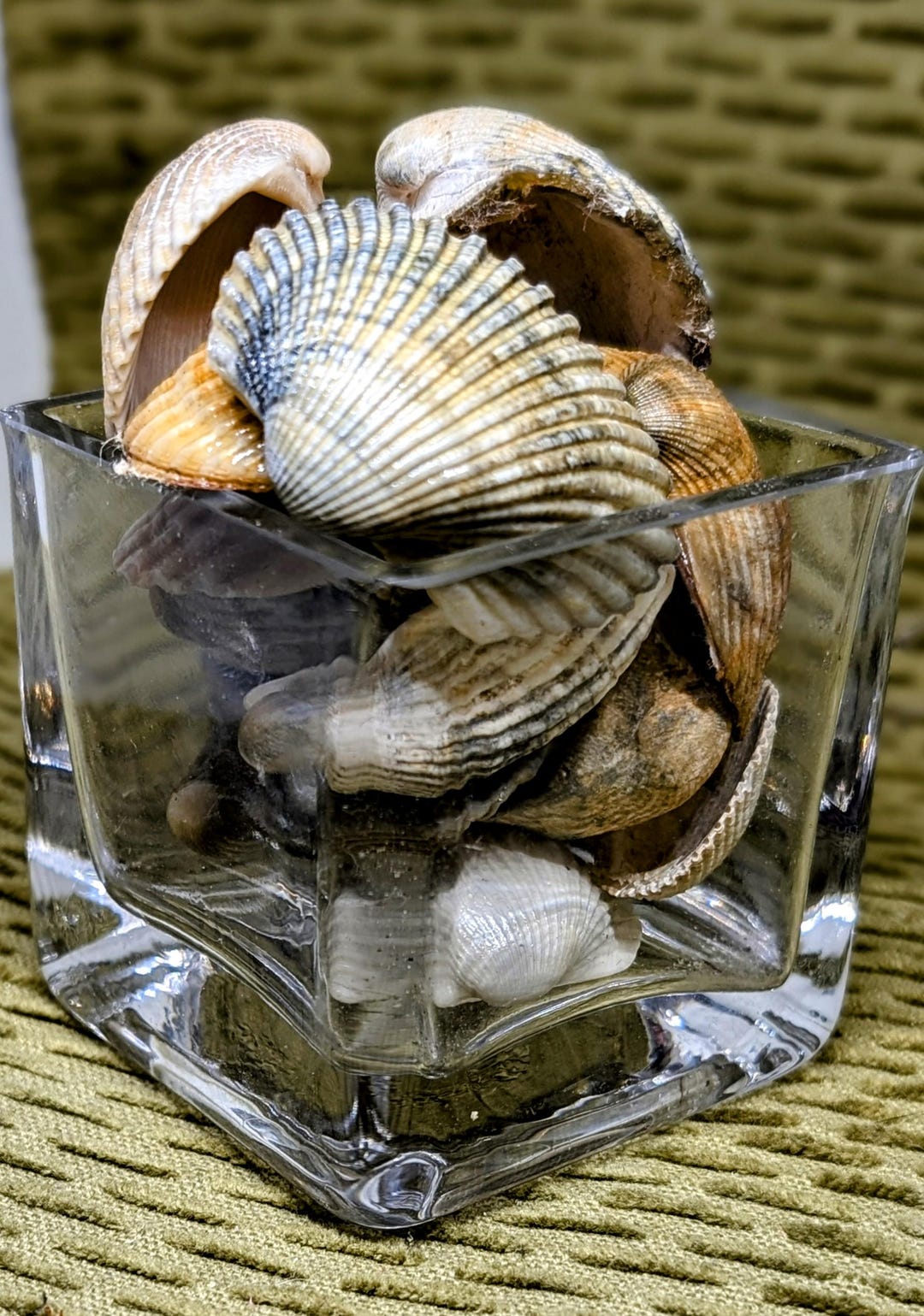 Clam Shells. Arts and Crafts. Sea Shells. 14 Piece's. - Etsy