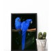 Beautiful Blue Parrots Digital Drawing/ Digital Art/ Digital Print ...