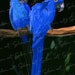 Beautiful Blue Parrots Digital Drawing/ Digital Art/ Digital Print ...