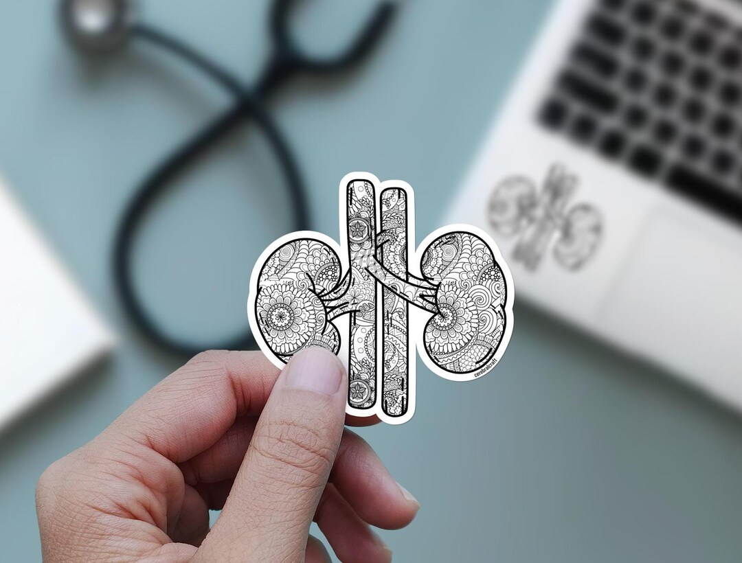 Anatomical Kidney Sticker for Nurse, Nephrology Sticker for Doctor ...