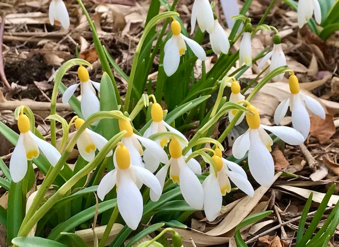 Yellow Galanthus Plicatus 'primrose Warburg' With - Etsy