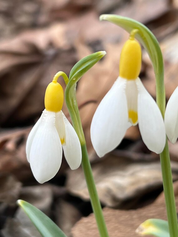 Yellow Galanthus Plicatus 'primrose Warburg' With - Etsy