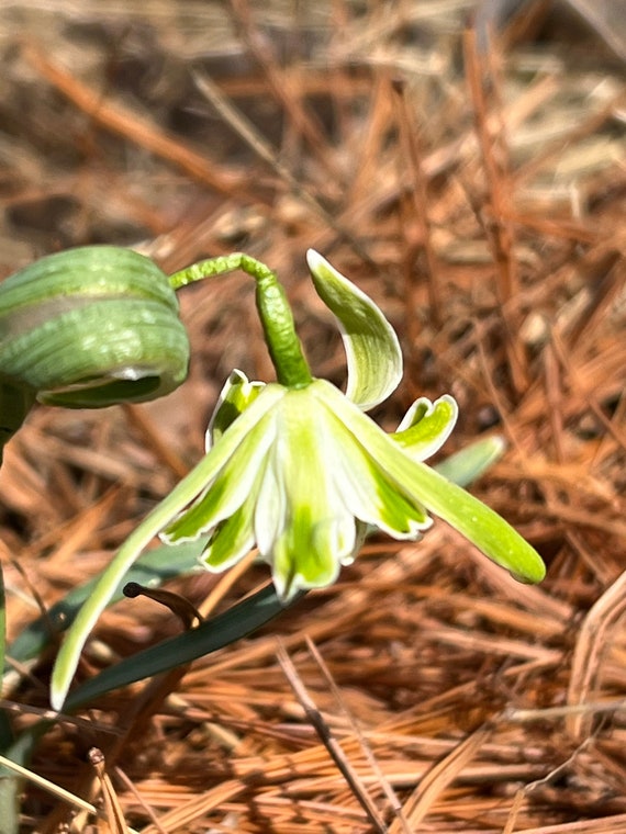 Walrus Snowdrop Bulb Galanthus Nivalis Forma Pleniflorus - Etsy