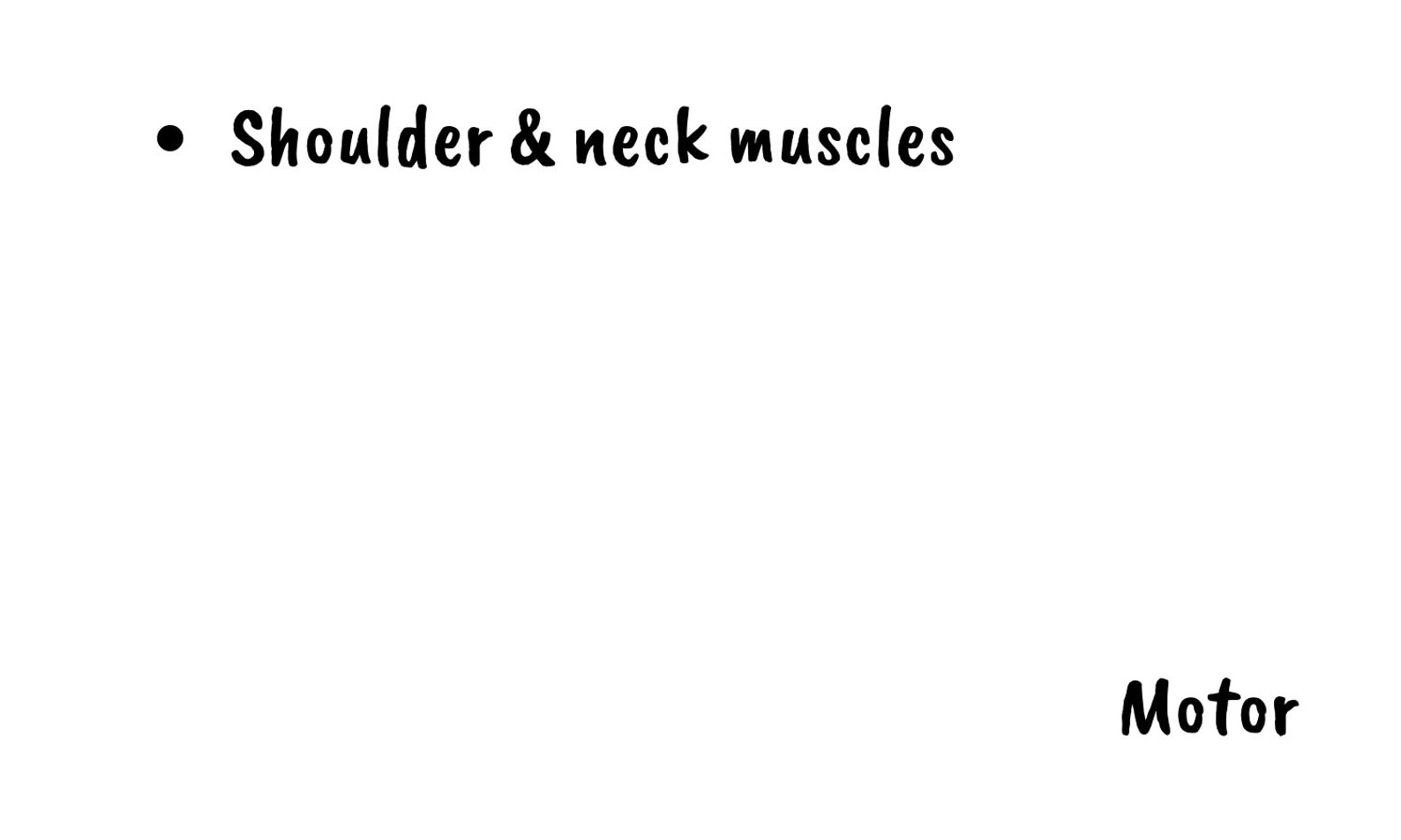 Cranial Nerves Flashnotes - Etsy