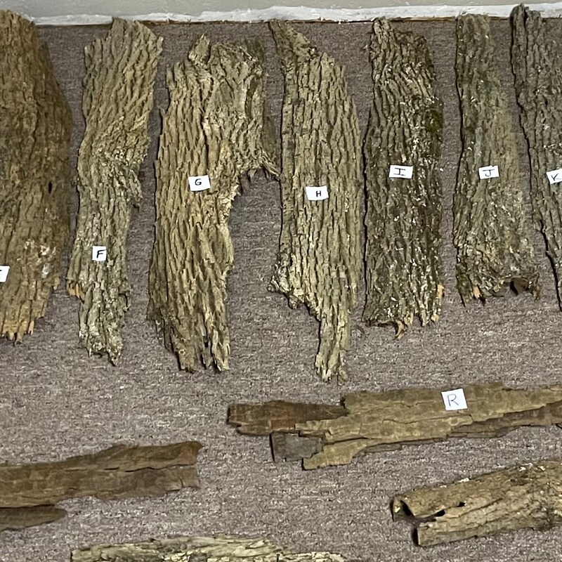 Bark Carving - Etsy