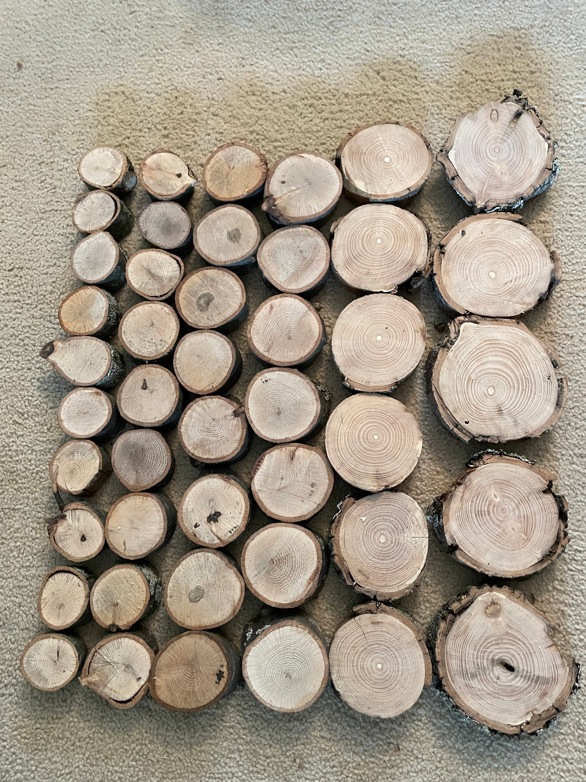 Tree Branch Wood Rounds Various Sizes and Types of Wood Great for Arts ...