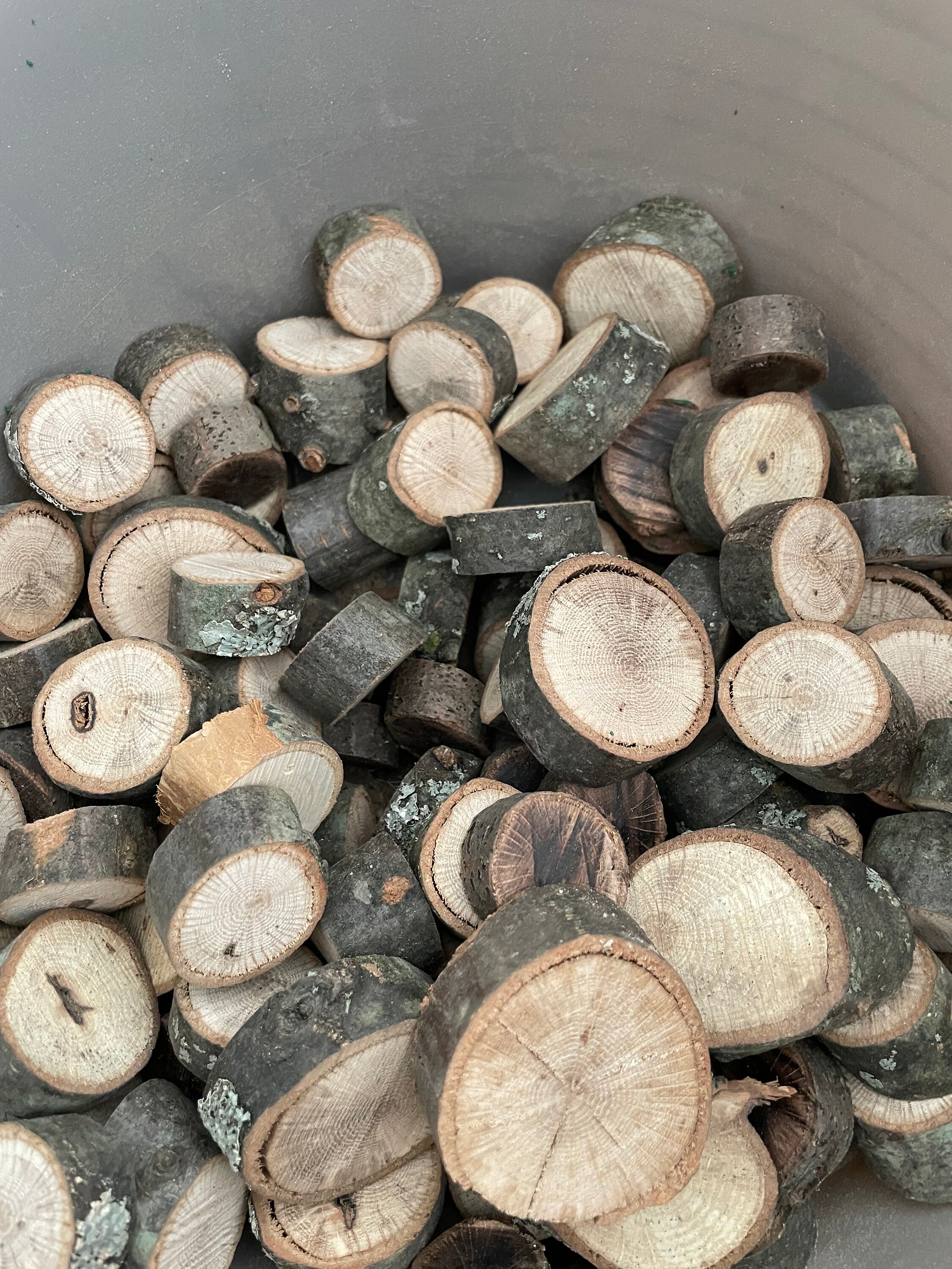 Tree Branch Wood Rounds Various Sizes and Types of Wood Great for Arts ...