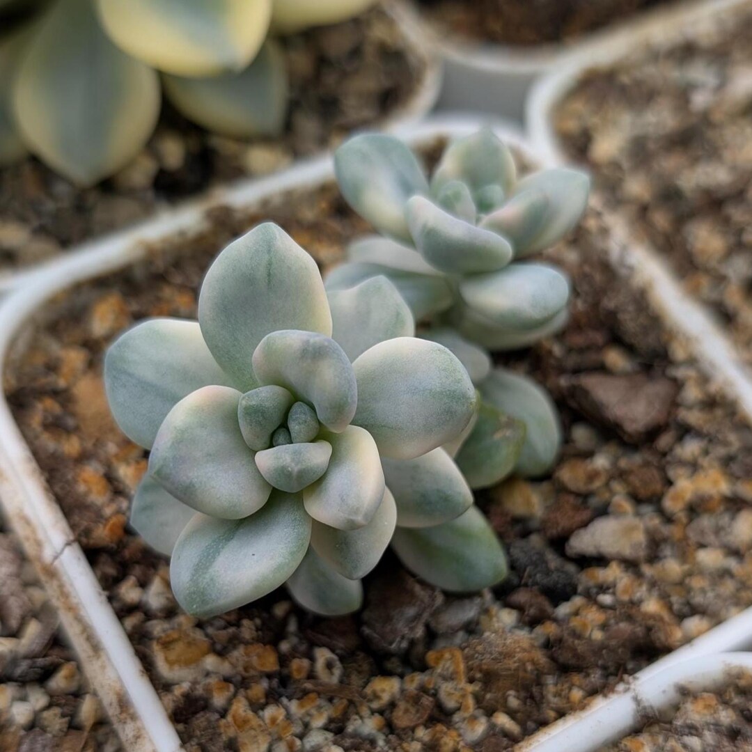 Graptoveria Titubans Mutation Variegated - EXTRA RARE Hybrid Succulent ...