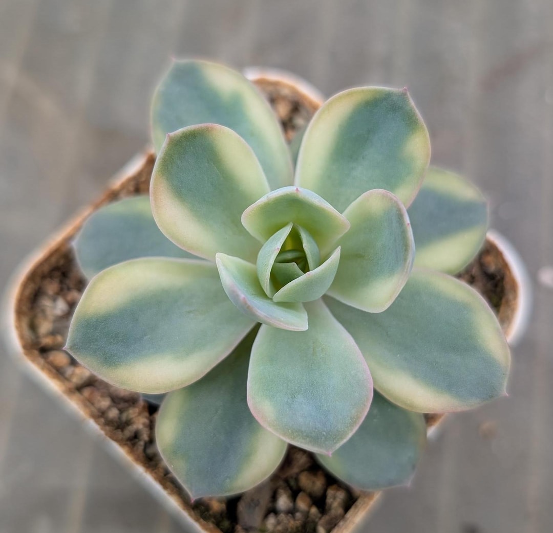 Echeveria Pink Vera Variegated - Rare Hybrid Succulent - Etsy