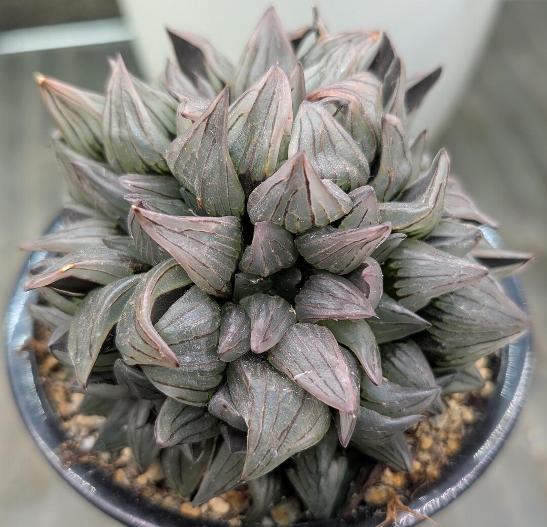 Haworthia Magnifica V. Atrofusca mutant Watermelon Cluster Rare Hybrid ...