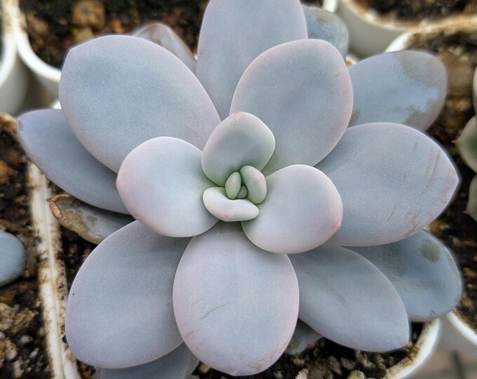 Graptoveria Raon - Rare Hybrid Succulent - Etsy
