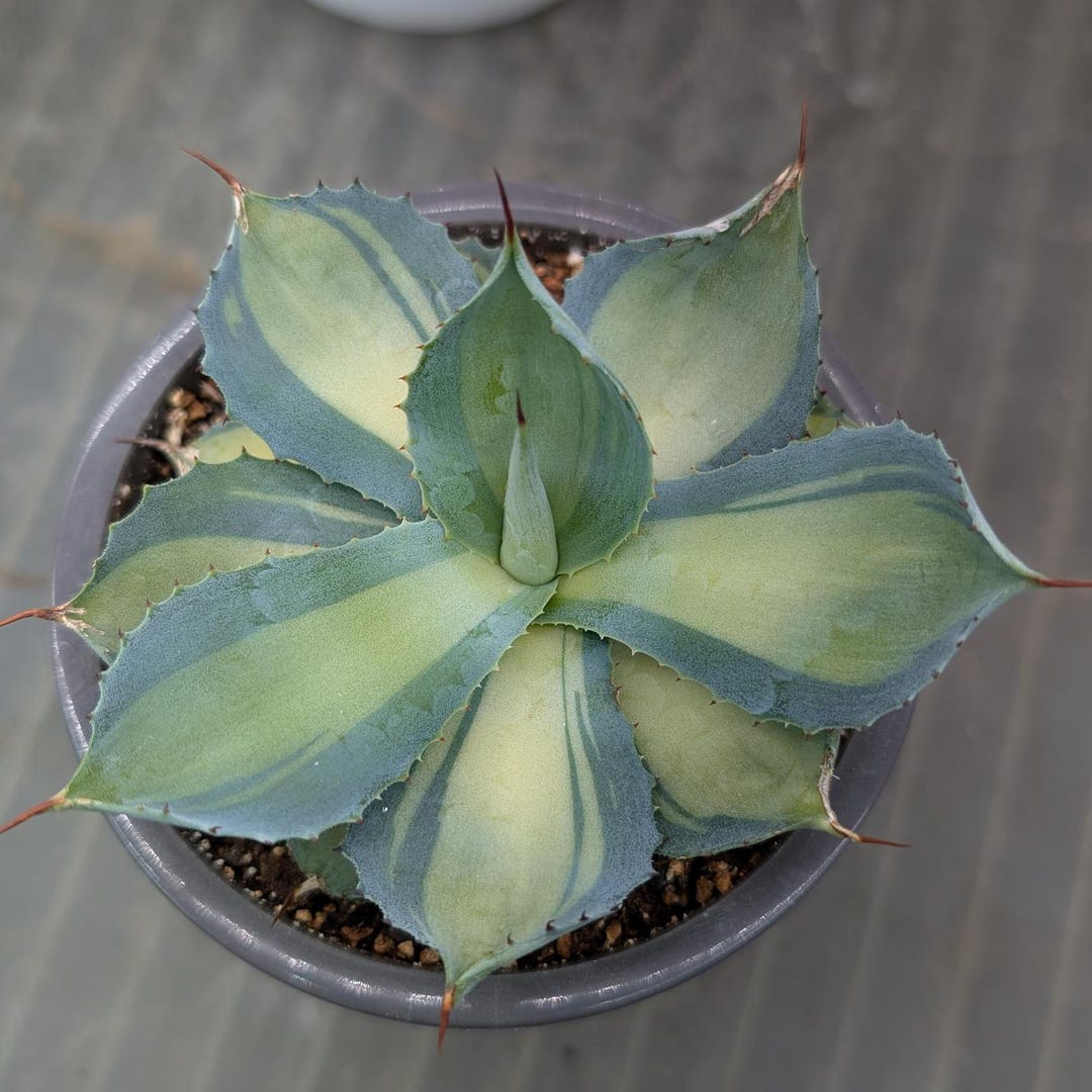 Agave Isthmensis rum Runner Variegated Rare Hybrid Succulent - Etsy