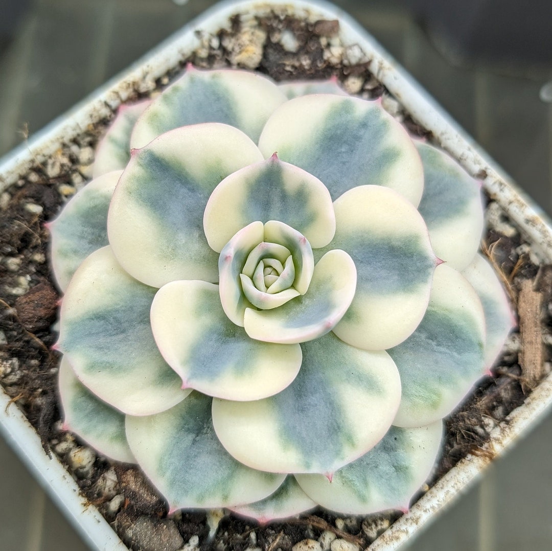 Echeveria Lenore Dean compton Carousel Variegated Rare Hybrid Succulent - Etsy