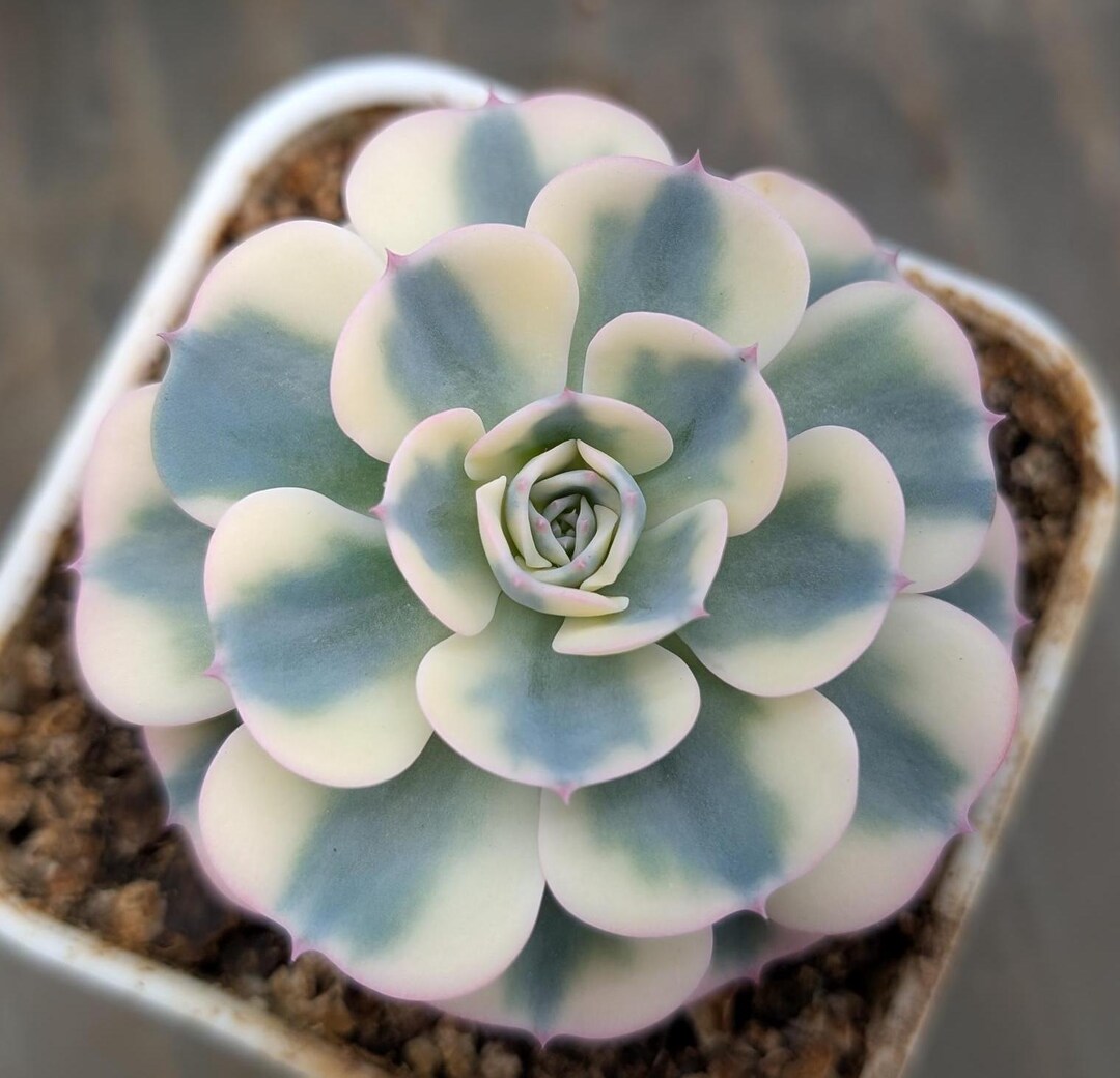 Echeveria Lenore Dean (compton Carousel) Variegated - Rare Hybrid Succulent - Etsy
