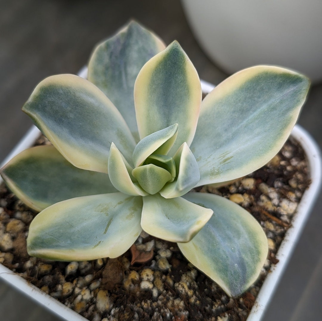 Graptoveria Fred Ives Variegated Rare Hybrid Succulent - Etsy