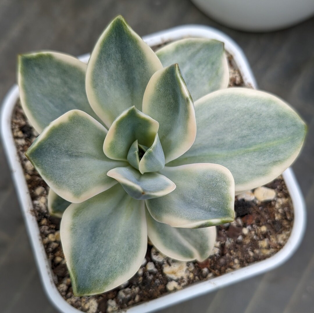 Graptoveria Fred Ives Variegated Rare Hybrid Succulent - Etsy