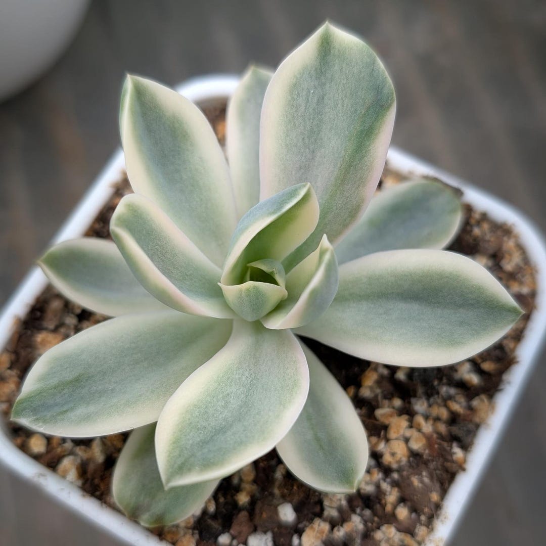 Graptoveria Fred Ives Variegated - Rare Hybrid Succulent - Etsy