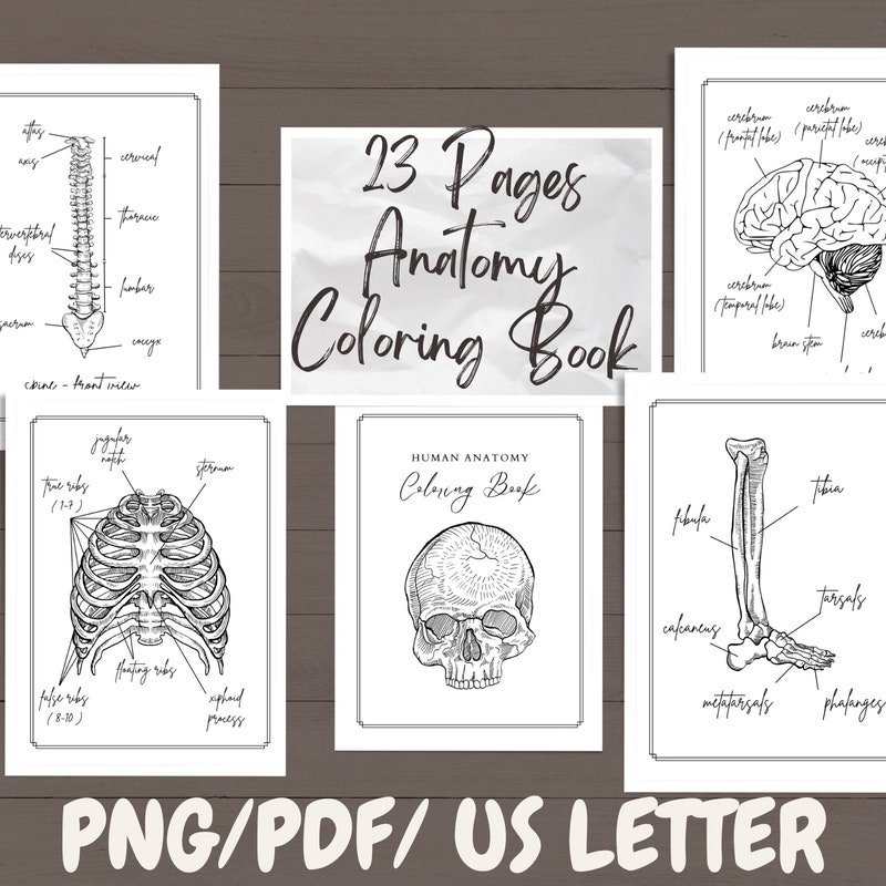 Human Anatomy Printable - Etsy