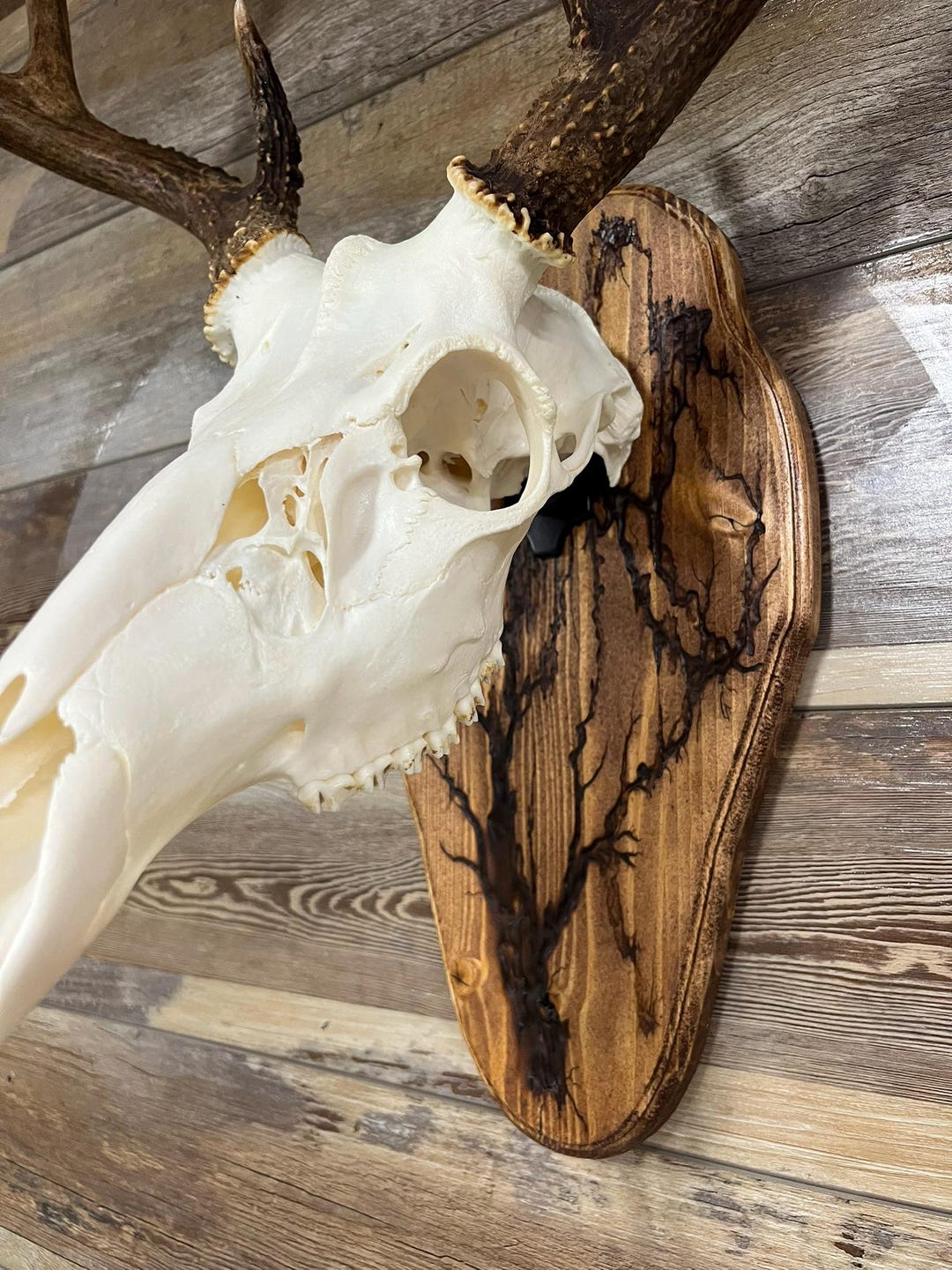 Fractal Burned Deer Skull Mount Plaque: Rustic European Mount, Euro ...