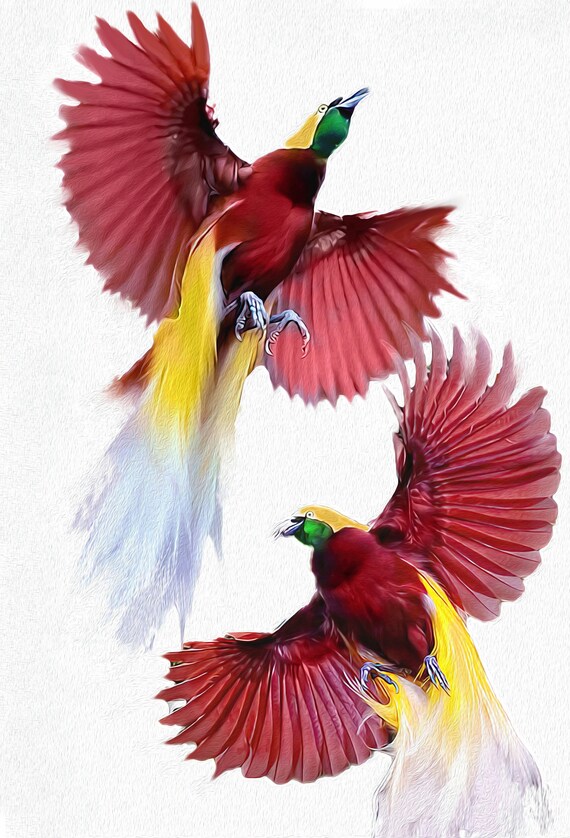 Kumul DIGITAL DOWNLOAD Wall Art Papua New Guinea - Etsy Australia