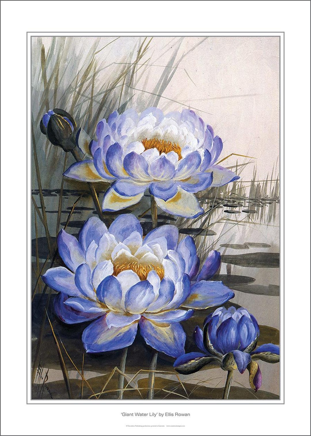 Rowan Ellis 'giant Water Lily' - Australian Floral Art Print – Multi ...