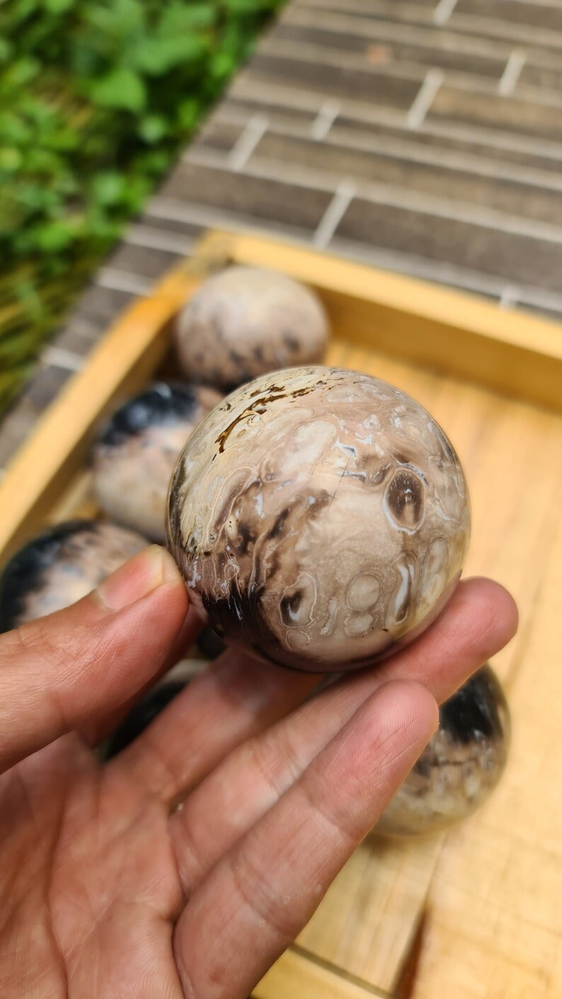 Gorgeous PALM ROOT Sphere Palm Root Fossil Sphere Gemstone - Etsy