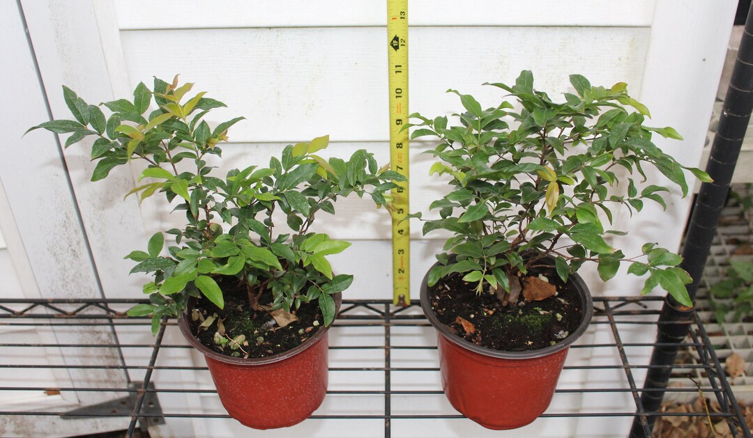 Jaboticaba Seedling sabara Brazilian Grape Plinia Cauliflora - Etsy